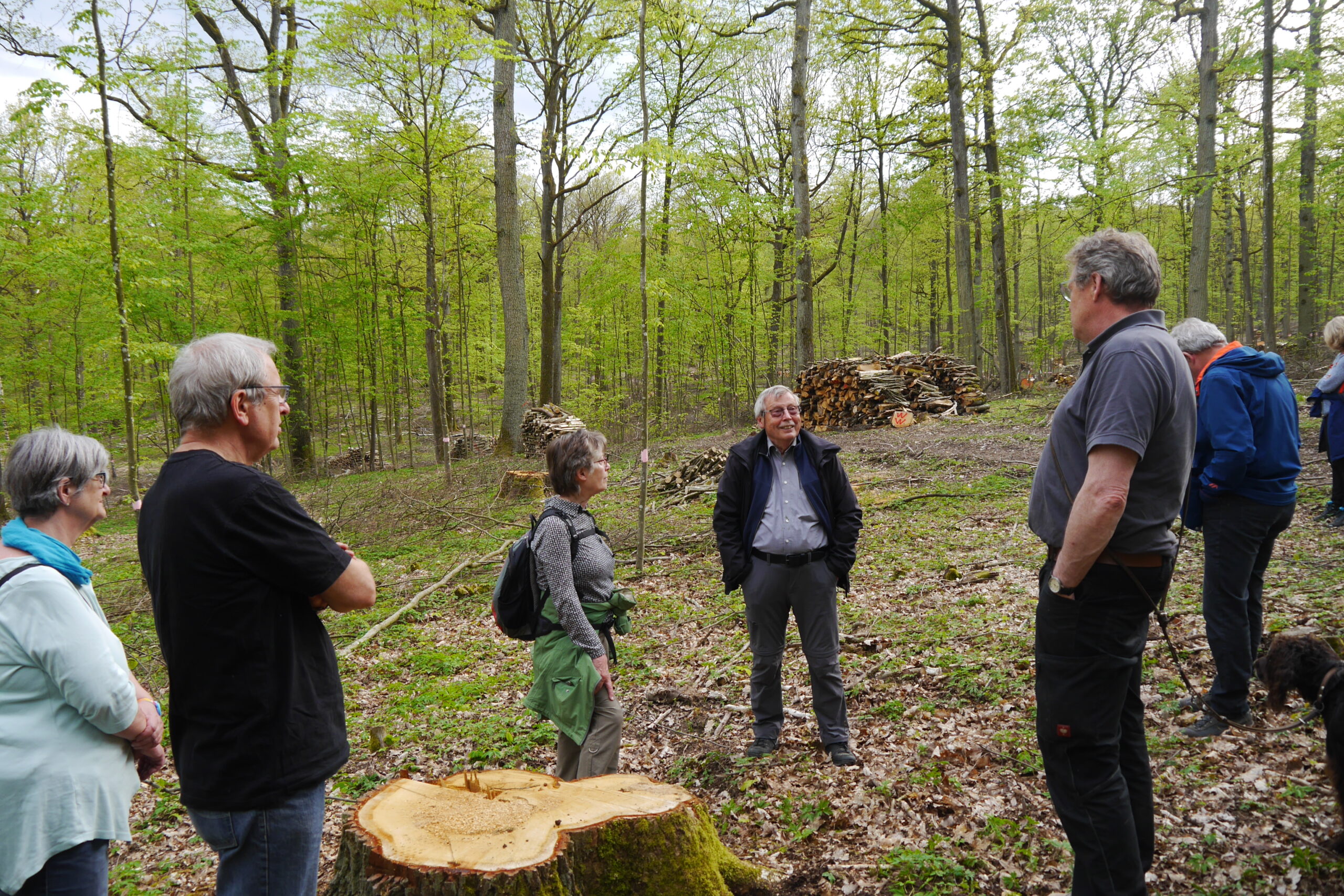 Besondere Kulturform: der Mittelwald | GRÜNE WÜRZBURG-LAND